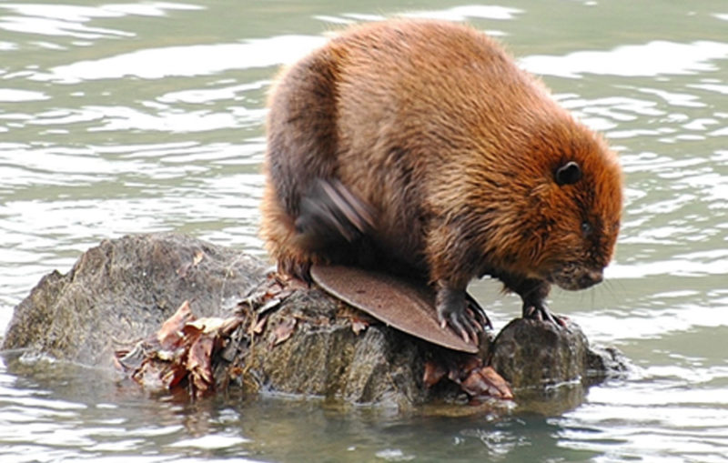 7 Sacred Teachings Grounding Exercises - Missing and Murdered ...